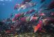 Russian River & Upper Kenai River Sockeye Salmon Bag Limits Increased ...