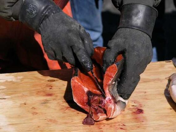 Half Dried Fish-Alutiiq Word of the Week – Alaska Native News