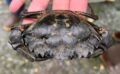 Invasive European green crabs continue their advance – Alaska Native News
