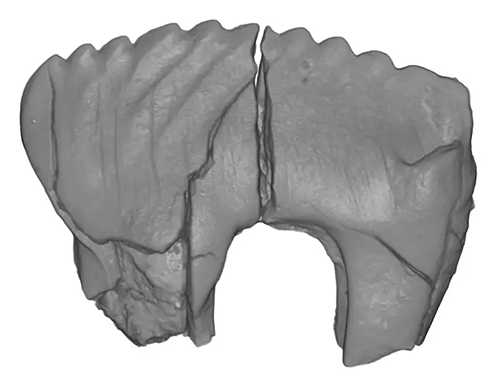 Newly discovered species in ancient Arctic reveal how animals might ...