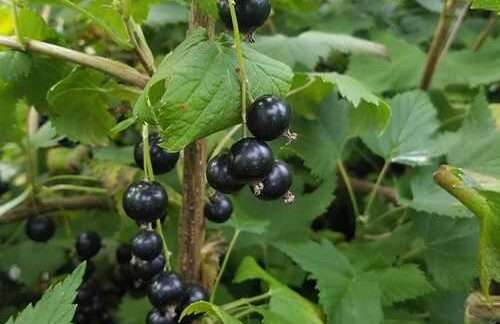 Alaska Native News - News in the Last Frontier