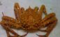 2026/27 Alaska Golden King Crab TAC Announced – Alaska Native News