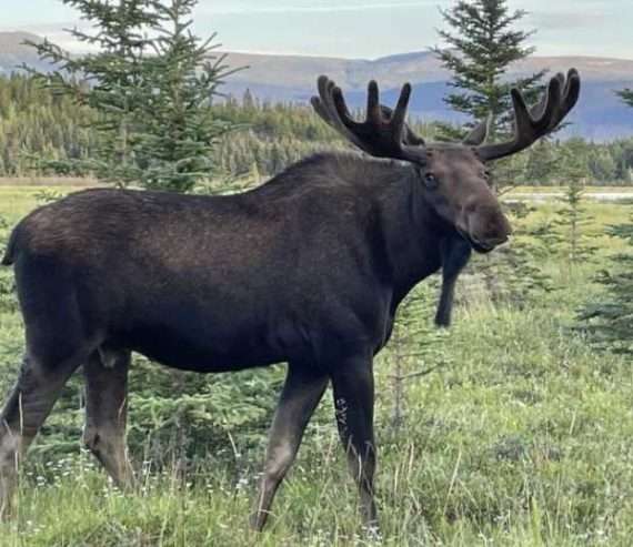 The Man Who Knew Moose Like No Other – Alaska Native News