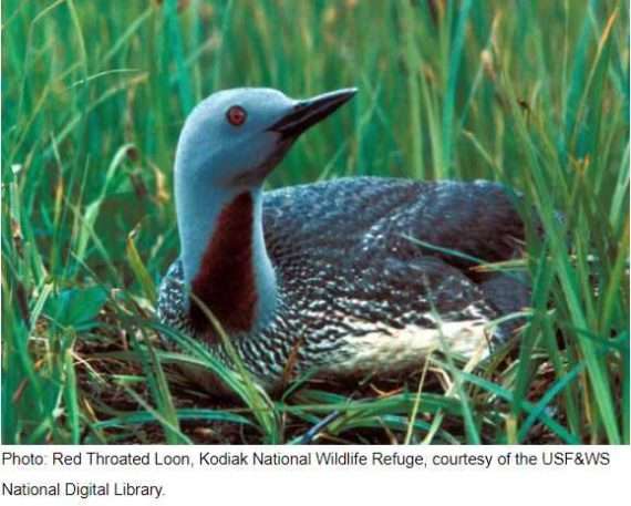 Loon-Alutiiq Word of the Week-October 18 - Alaska Native News