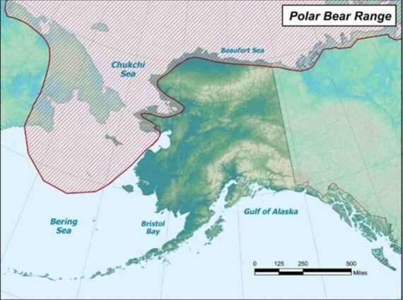 Polar Bears of the Past Survived Warmth – Alaska Native News