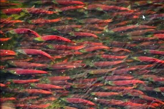 Peltola Introduces Pair of Fish Bills to Restrict Bottom Trawling ...