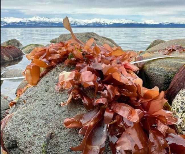 Helping students understand local seaweed biology – Alaska Native News